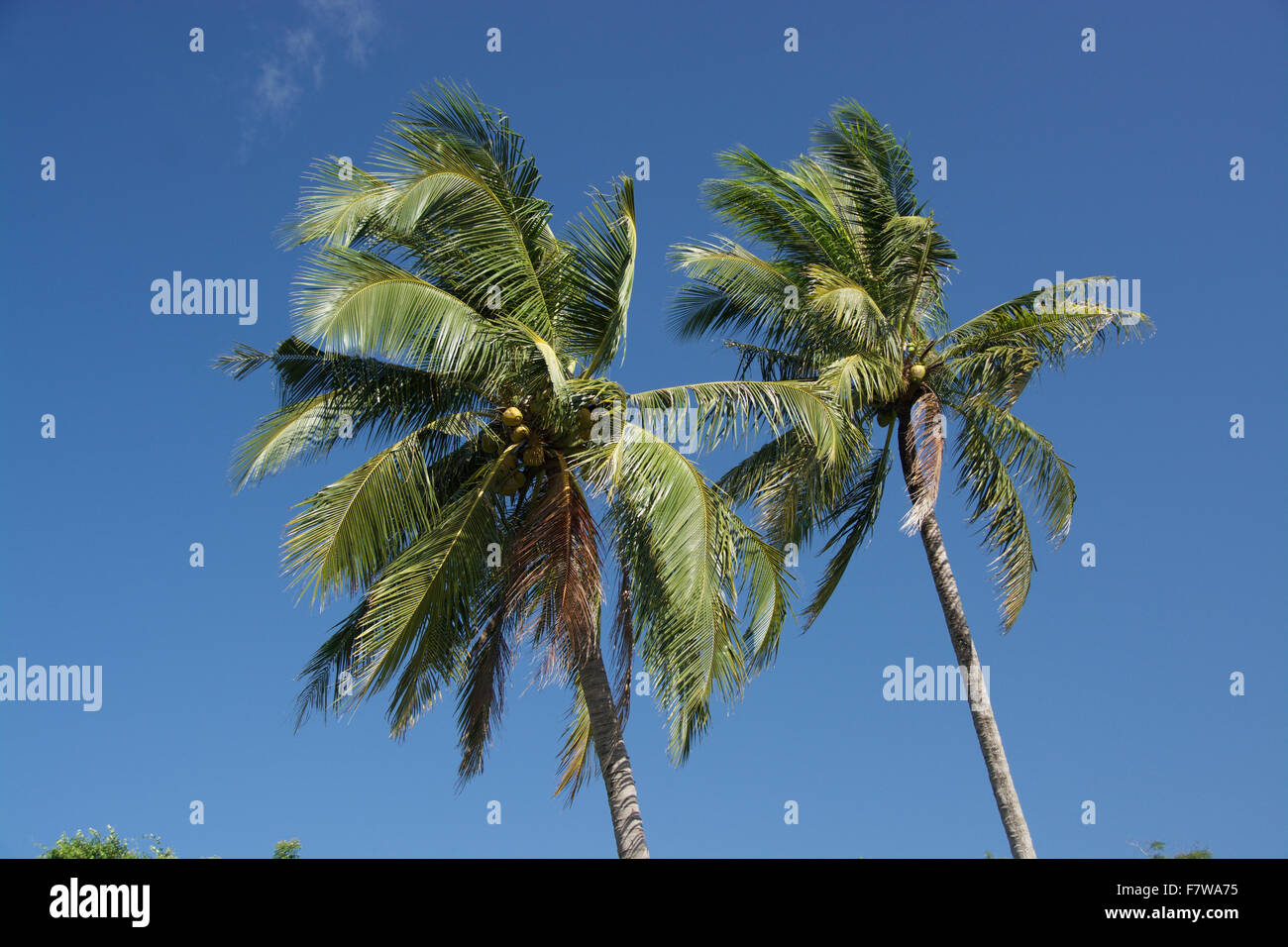 Waving palm trees Stock Photo - Alamy