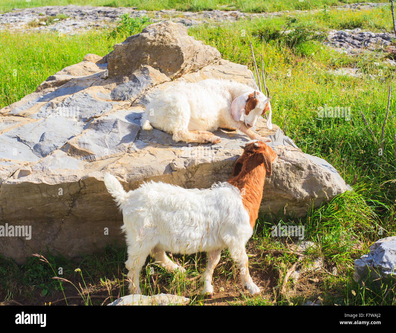 Goats grazing in the green countryside Stock Photo - Alamy