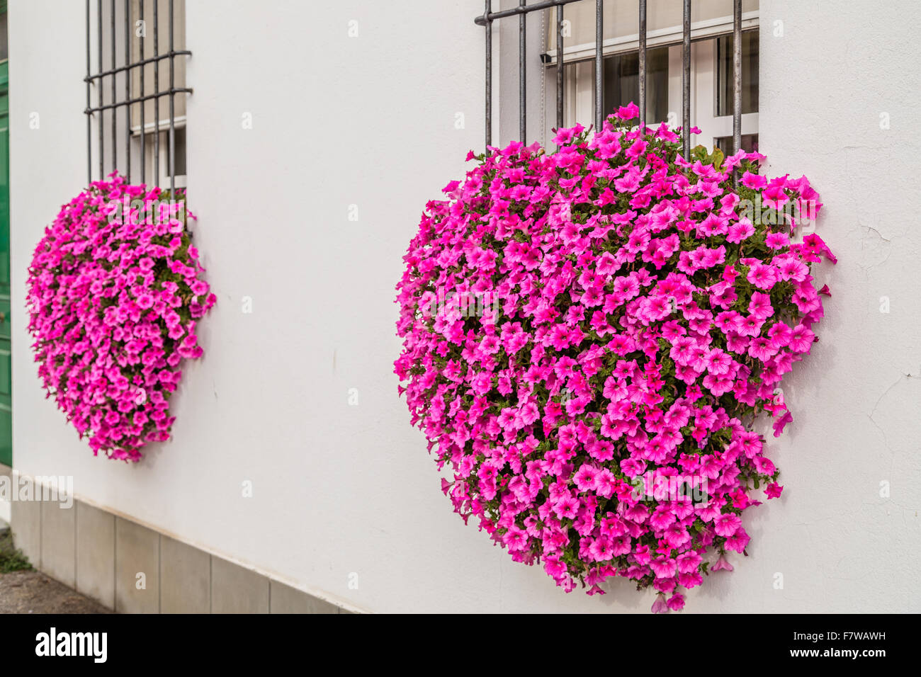 cushions of fuchsia and purple petunias hanging from windows with iron ...
