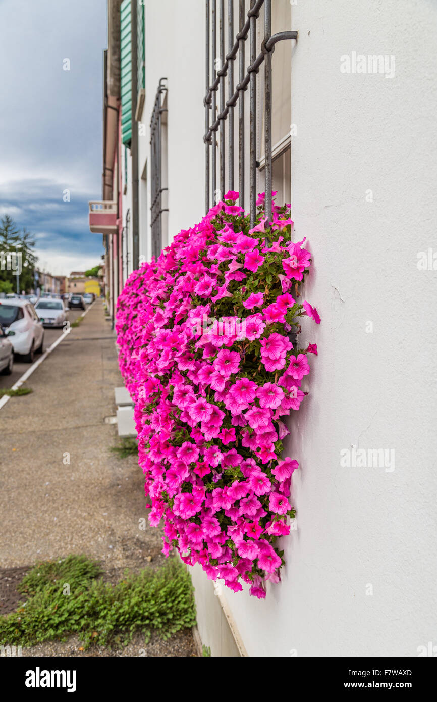 cushions of fuchsia and purple petunias hanging from windows with iron ...