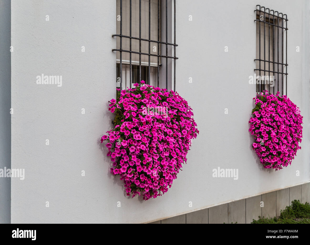 cushions of fuchsia and purple petunias hanging from windows with iron ...