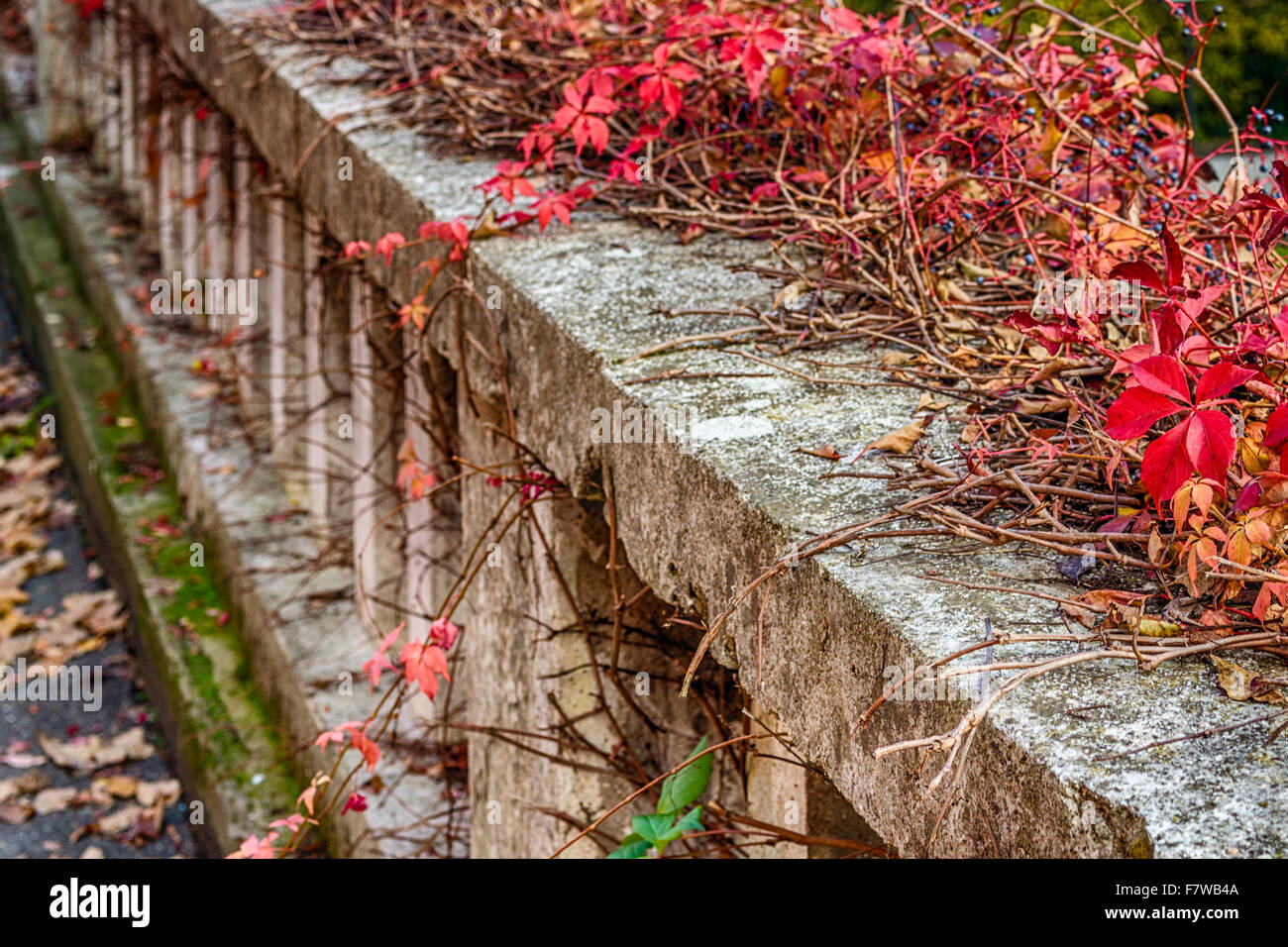 Leaf on parapet hi-res stock photography and images - Alamy