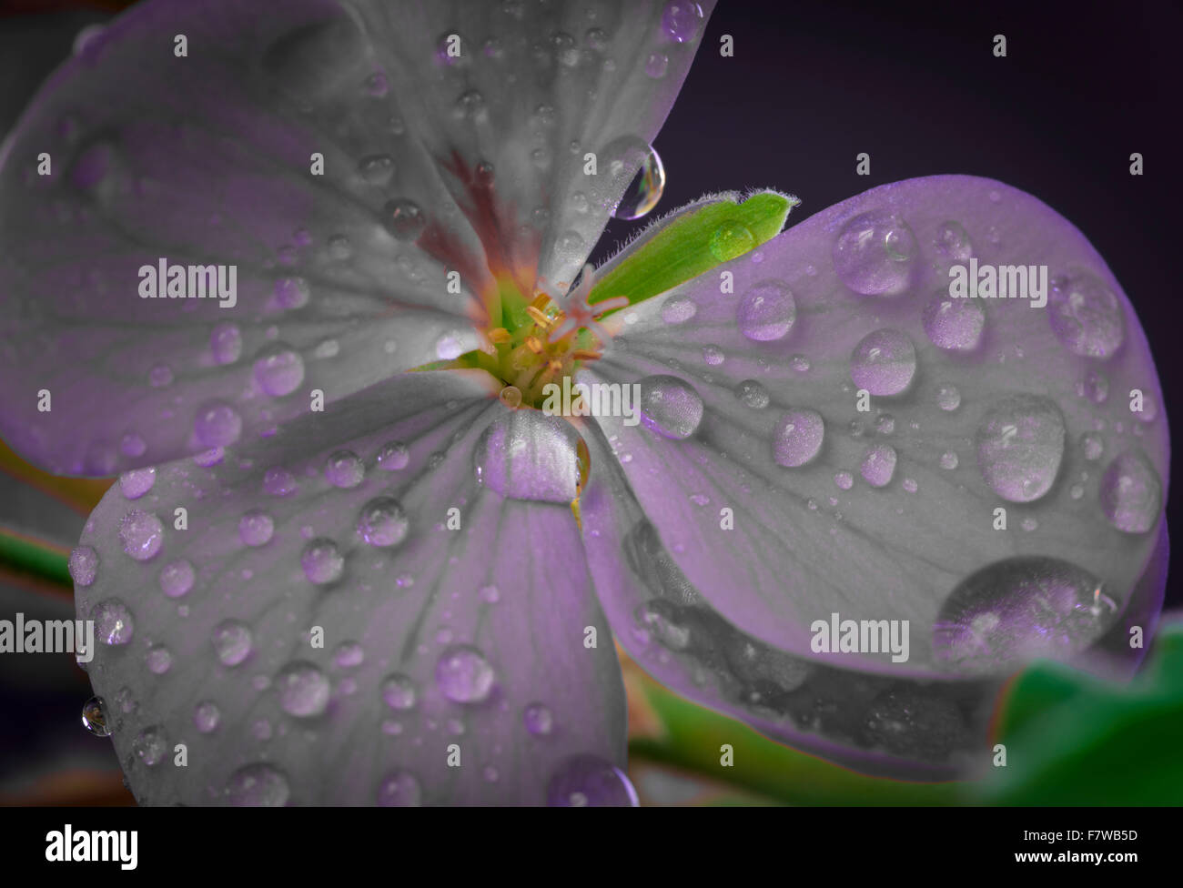 Wetting greenhouse hi-res stock photography and images - Alamy