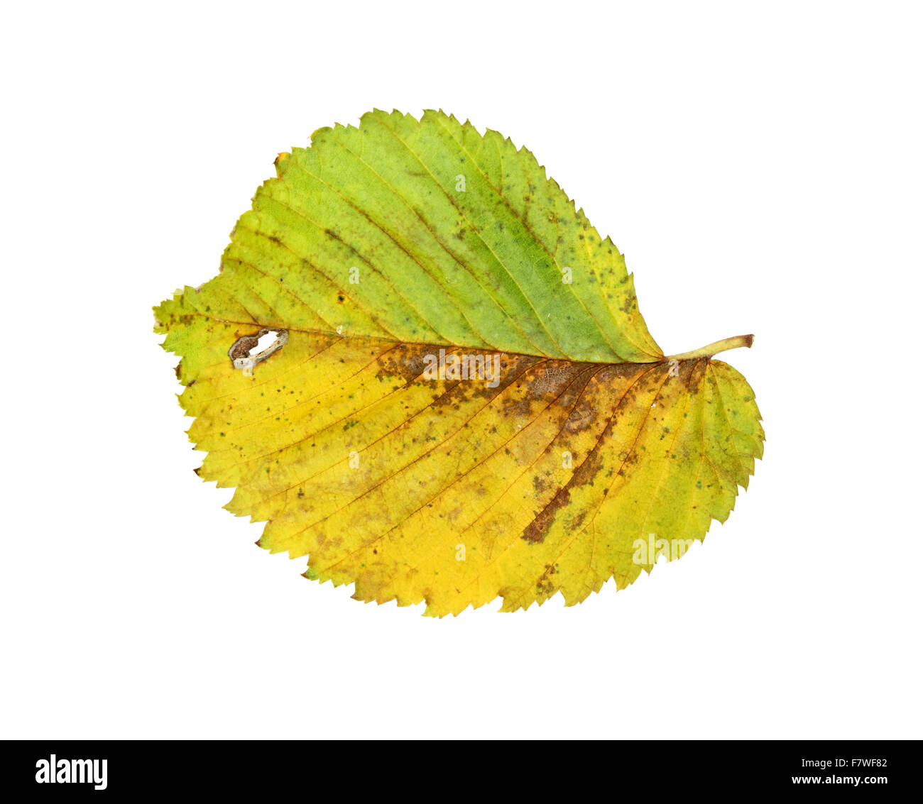 Elm leaf cutout hi-res stock photography and images - Alamy