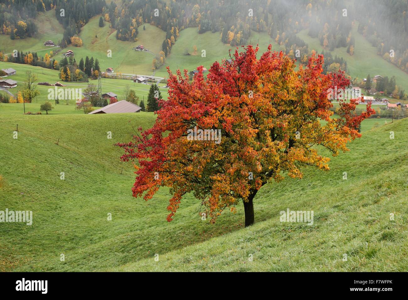 Pear tree in autumn hi-res stock photography and images - Alamy