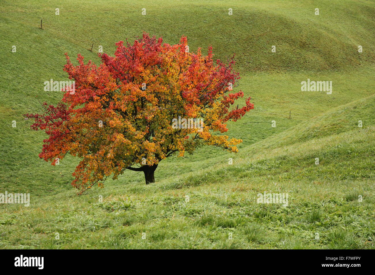 Bright colored pear tree in autumn Stock Photo - Alamy