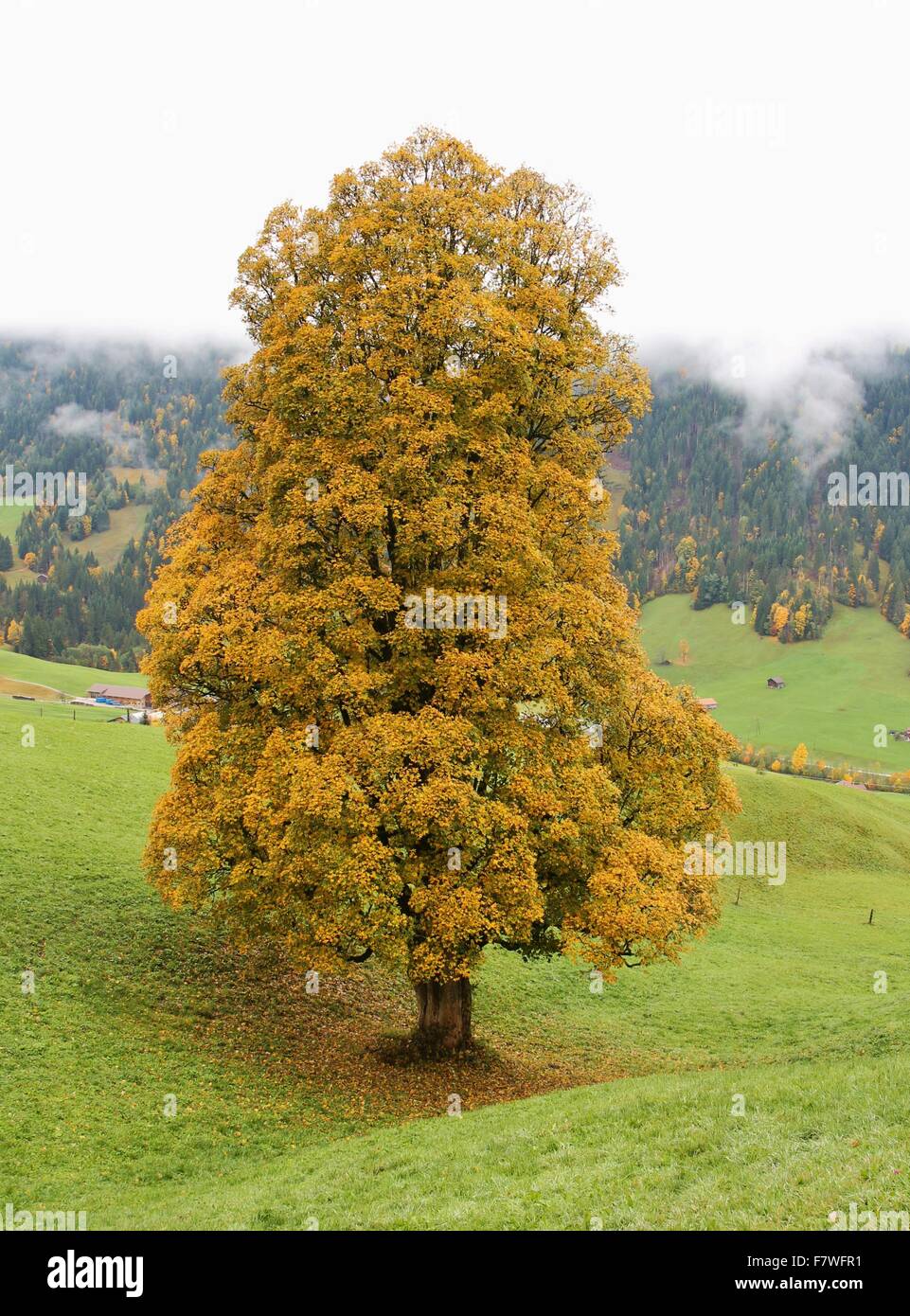 Great maple tree hi-res stock photography and images - Alamy