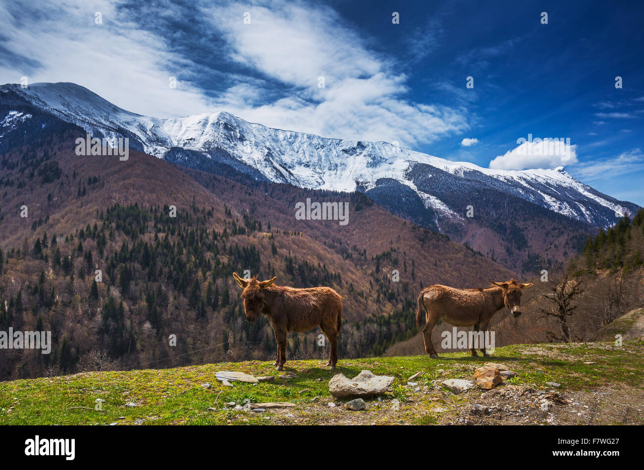 Caucasus landscape with two Donkeys Stock Photo - Alamy