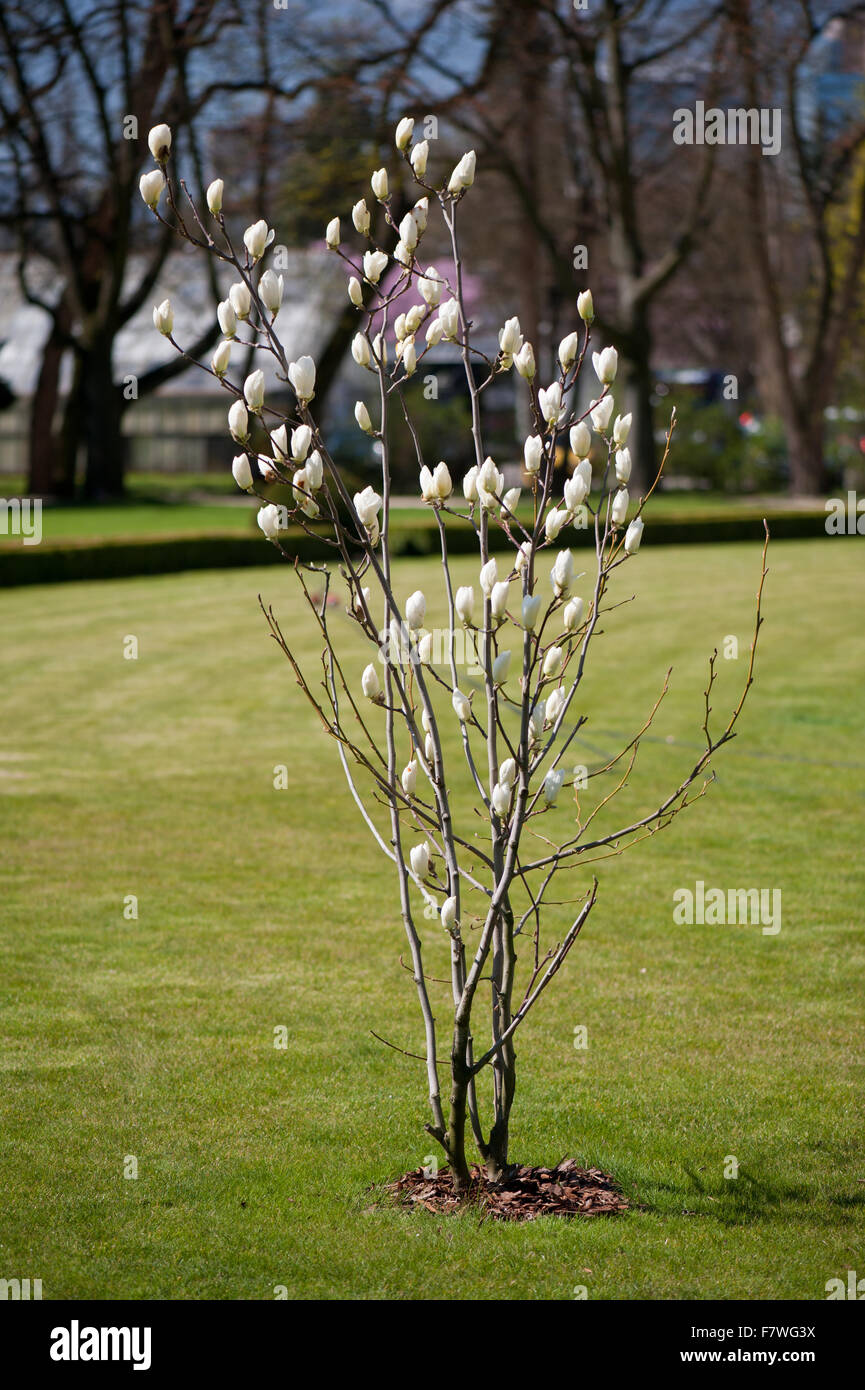 New magnolia white flowers in spring, Magnoliaceae family, blooming ...