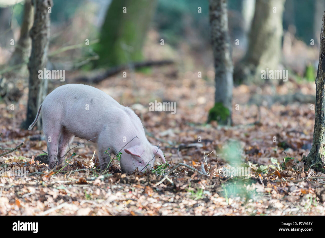 New forest pigs foraging hi-res stock photography and images - Alamy