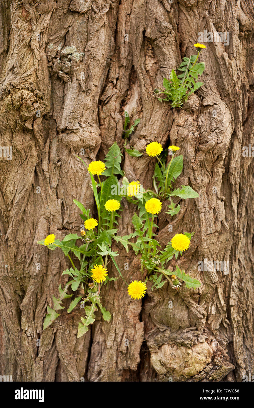 Dandelion plants grow in tree bark, Taraxacum yellow flowering herbal ...