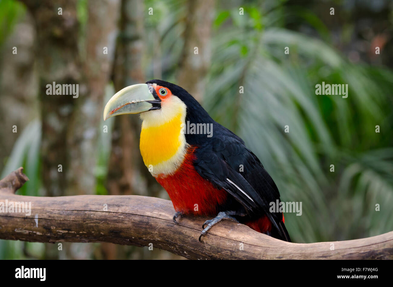 green toucan with feathers yellow and red in Brazil Stock Photo - Alamy