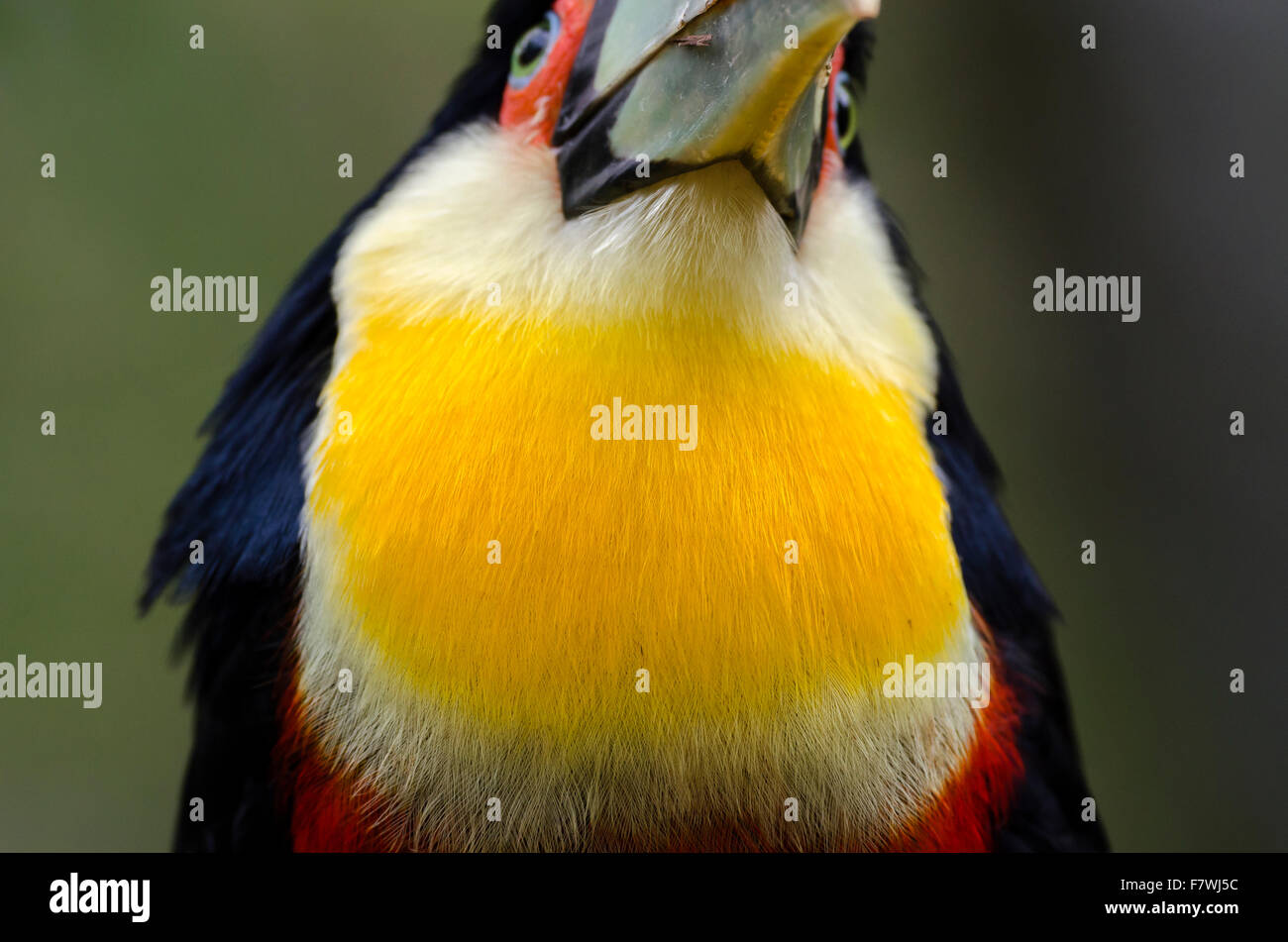 green toucan with feathers yellow and red in Brazil Stock Photo - Alamy