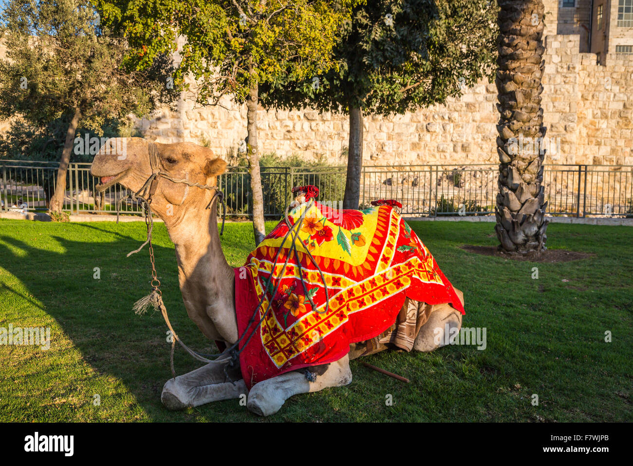 A camel resting near the Damascus Gate in Jerusalem, Israel, Middle ...