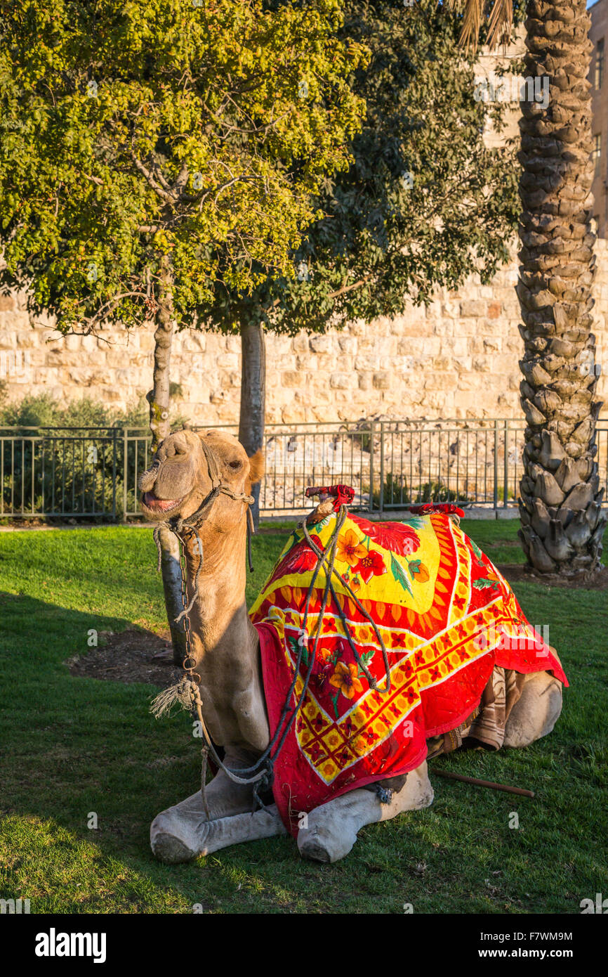 Camel blanket hi-res stock photography and images - Alamy