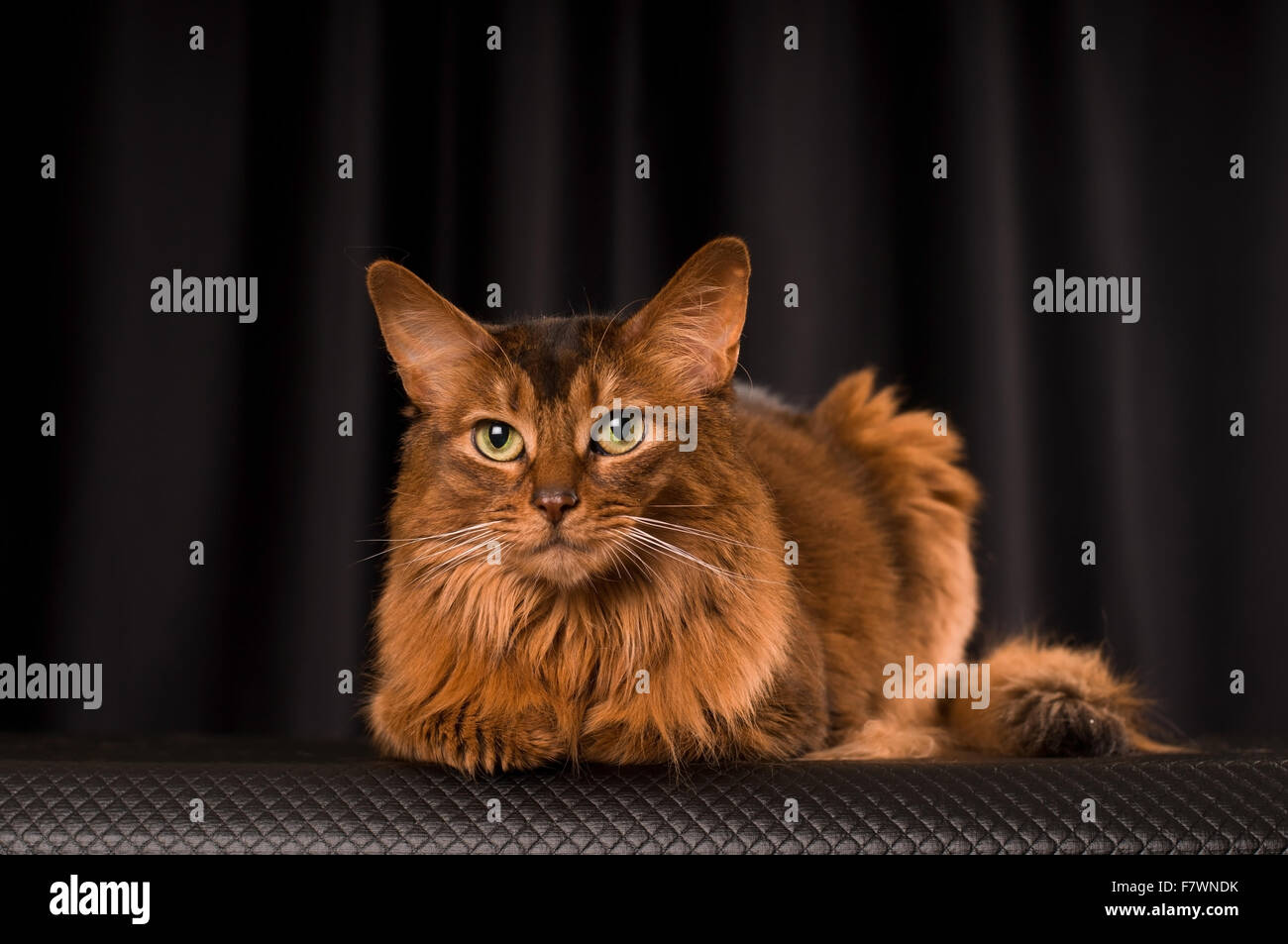 Somali cat studio portrait on black background Stock Photo - Alamy