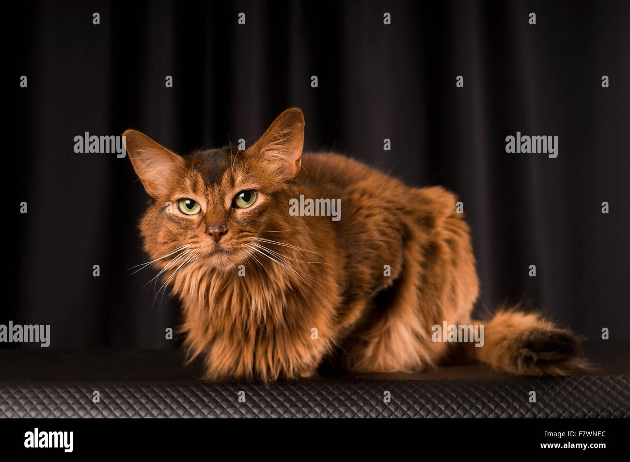 Somali cat studio portrait on black background Stock Photo - Alamy