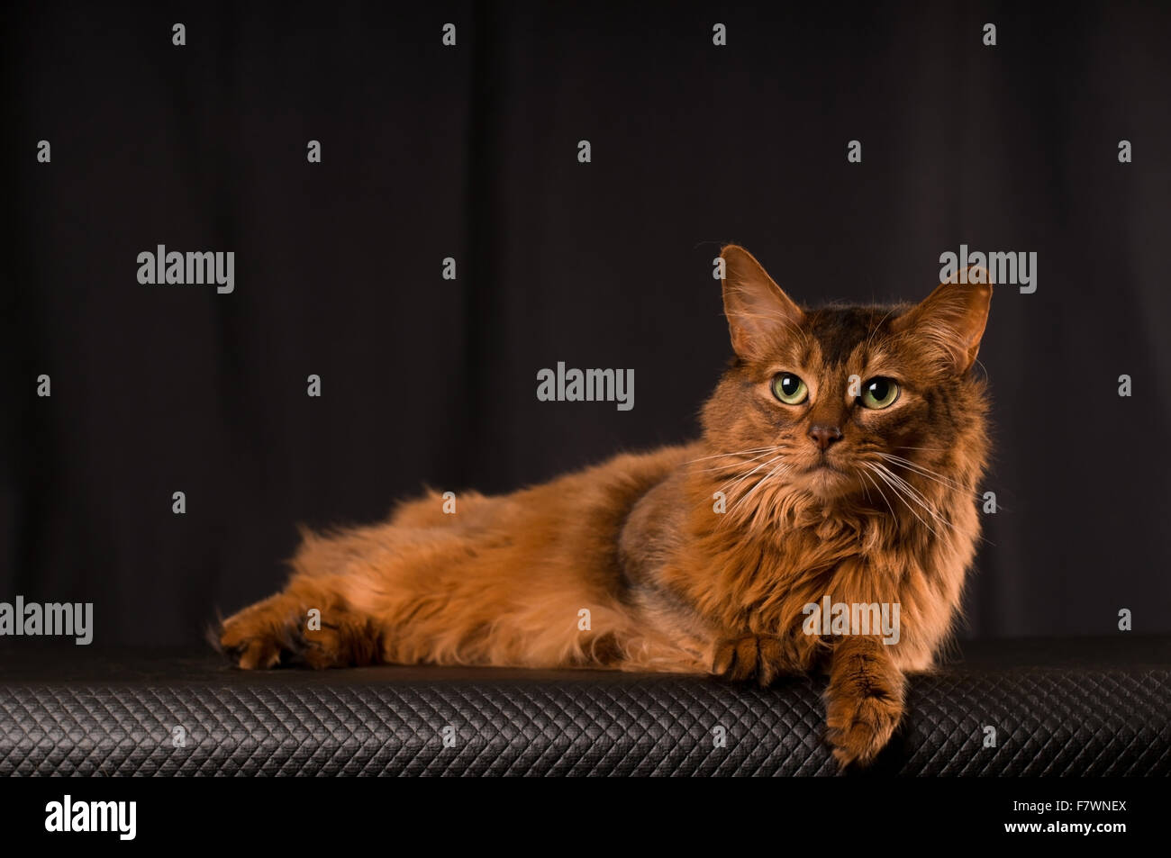 Somali cat studio portrait on black background Stock Photo - Alamy