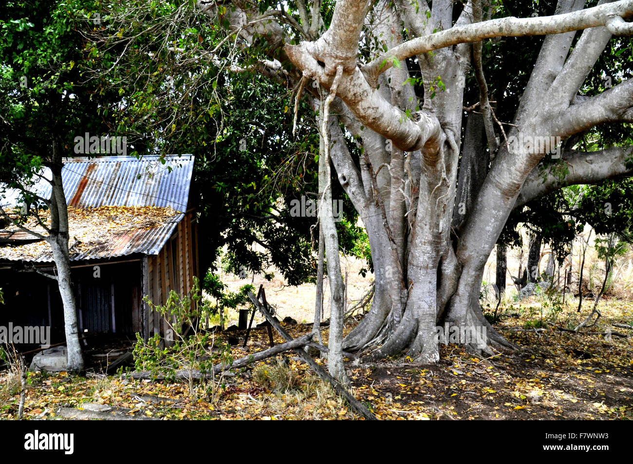 Old fig tree hi-res stock photography and images - Alamy