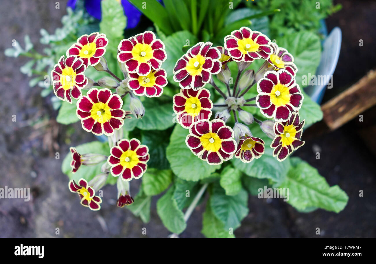 Gold lace polyanthus hi-res stock photography and images - Alamy