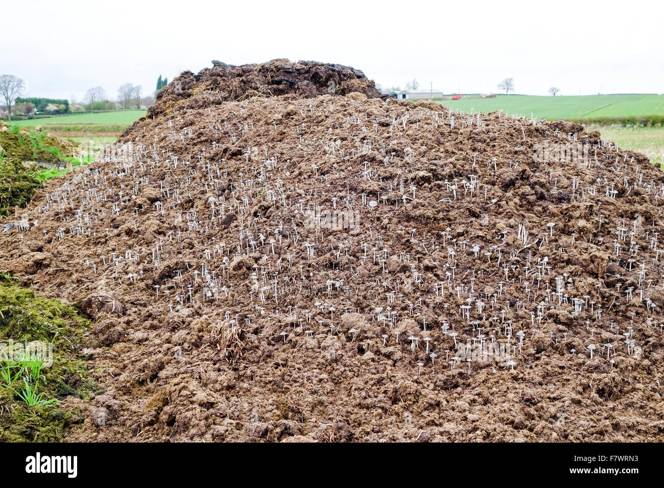 Dung pile manure hi-res stock photography and images - Alamy