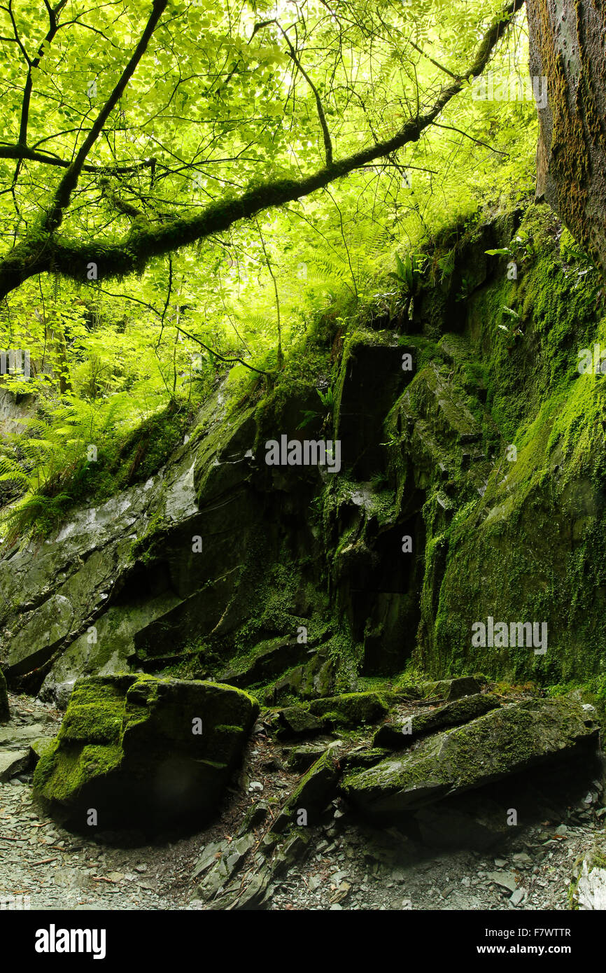 Moss rocks trees hi-res stock photography and images - Alamy