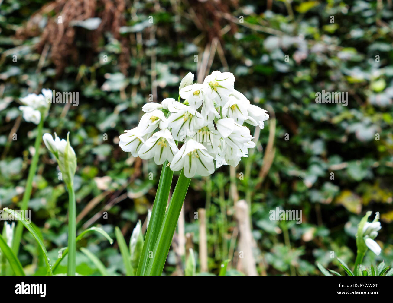 the white and green flowers of a Three cornered leek (Allium triquetrum ...