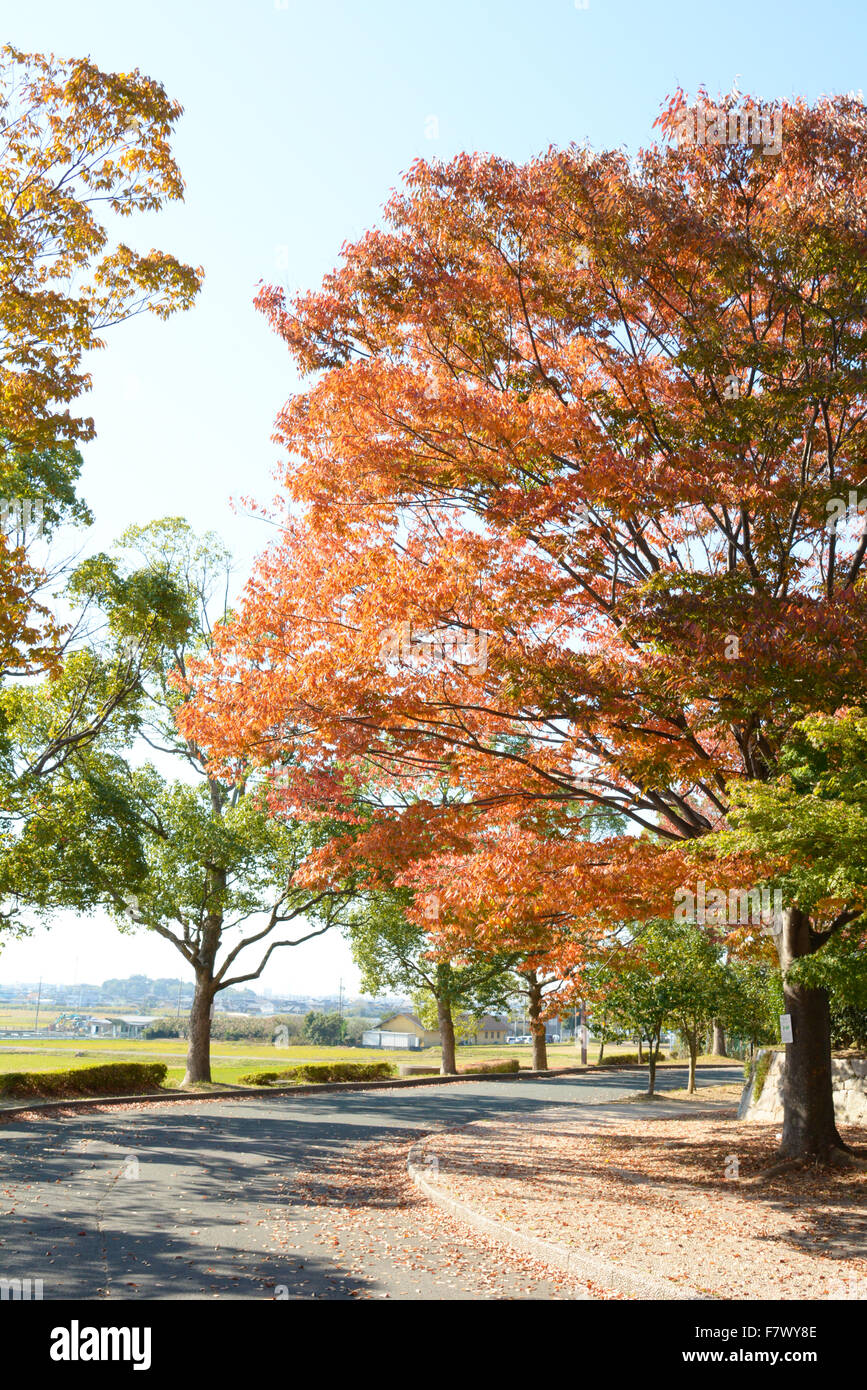 Color leaves tree hi-res stock photography and images - Alamy