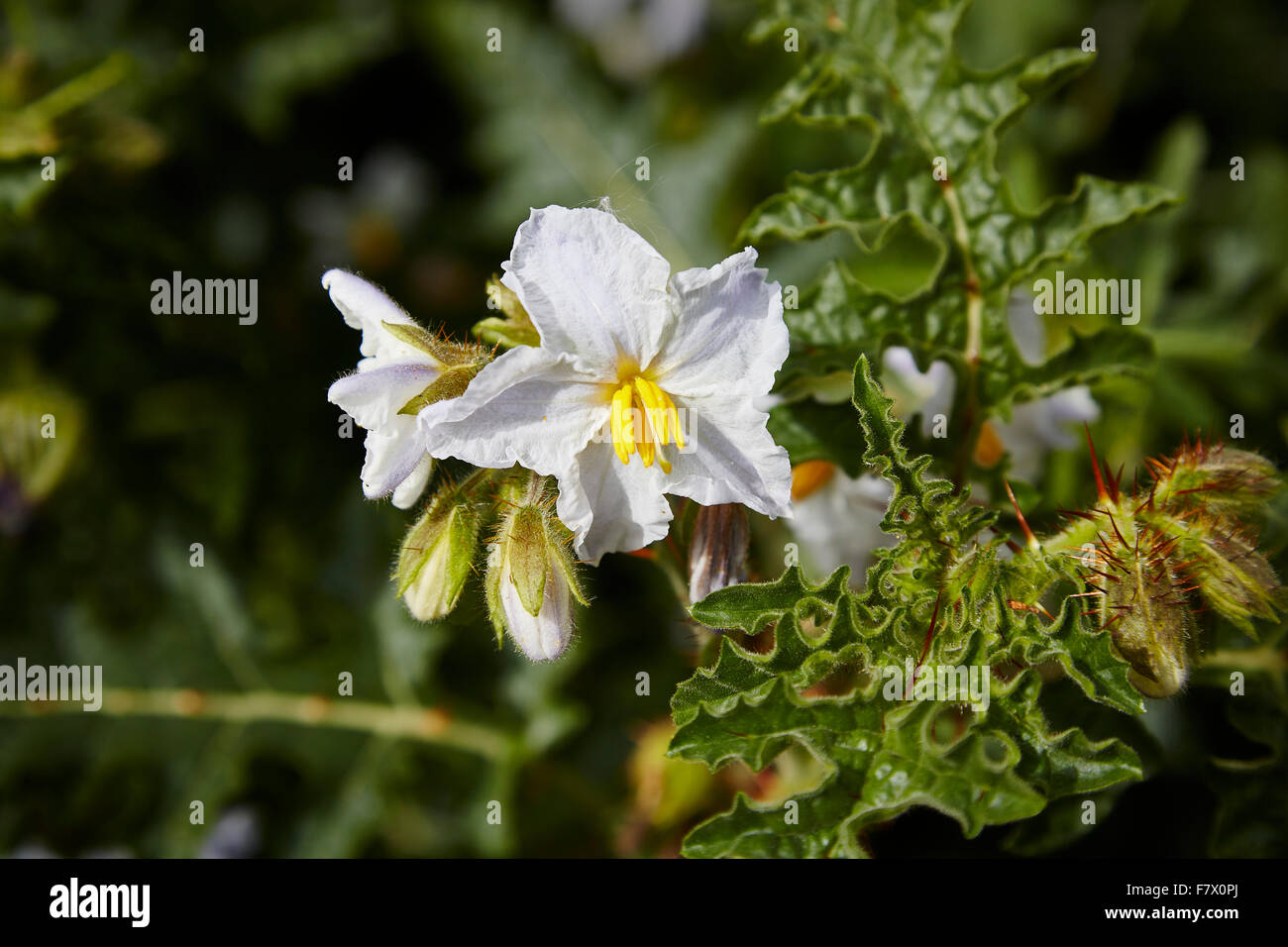Solanum sisymbriifolium,commonly known as sticky nightshade, litchi ...