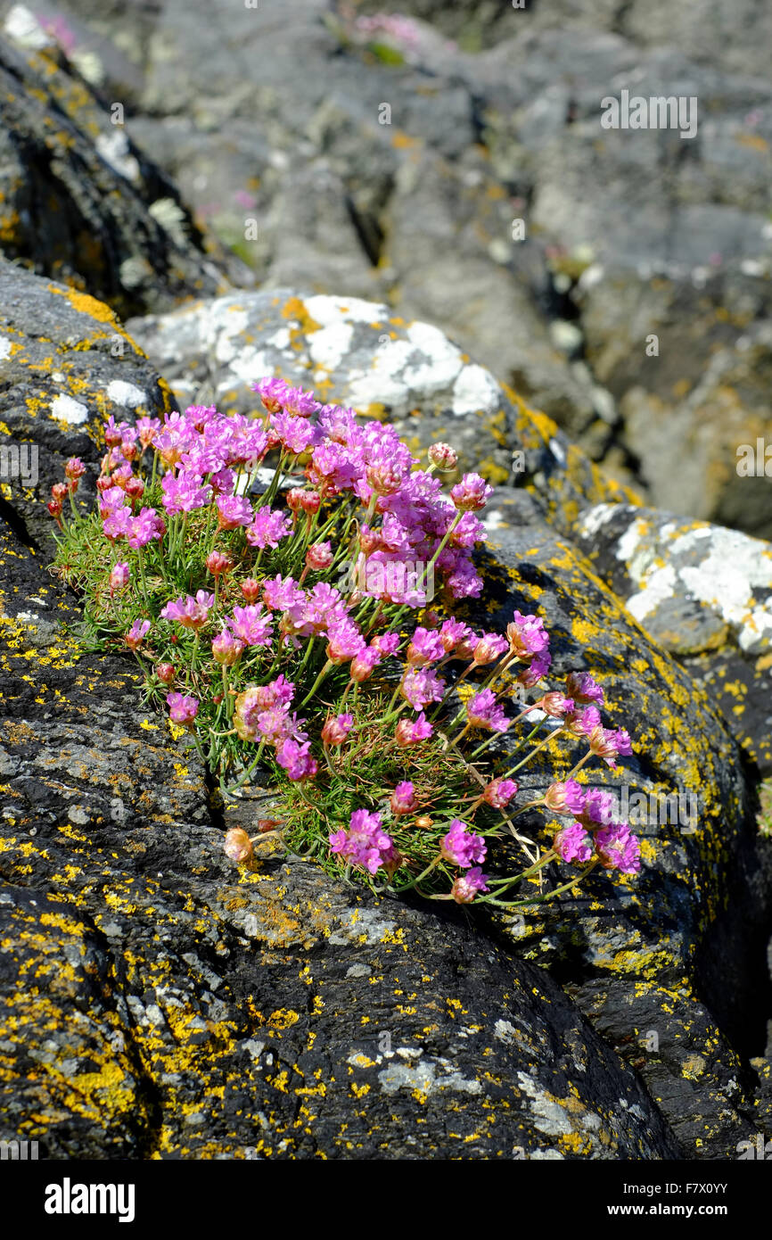 Flowers Growing In Rock Crevice High Resolution Stock Photography and ...