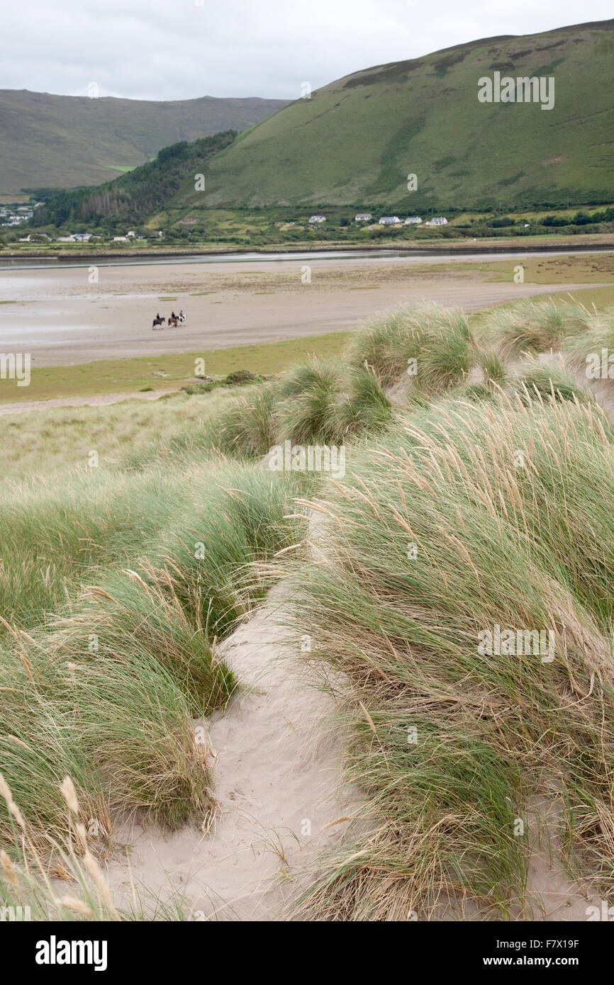 Rossbeigh Beach Horse Riding, County Kerry; Ireland Stock Photo - Alamy