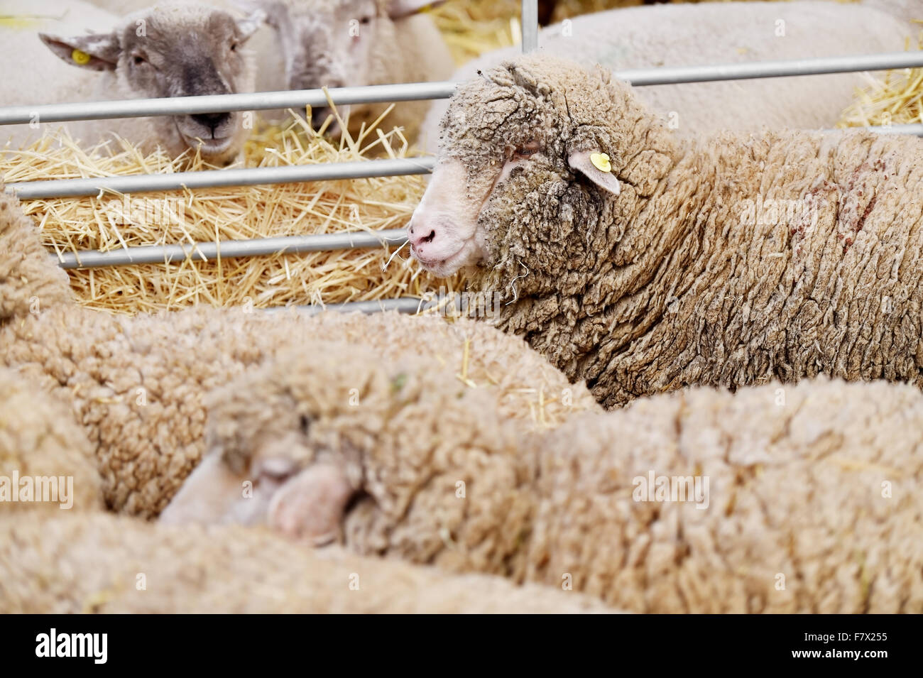 Shepherd with a flock of sheep at a barn hi-res stock photography and ...