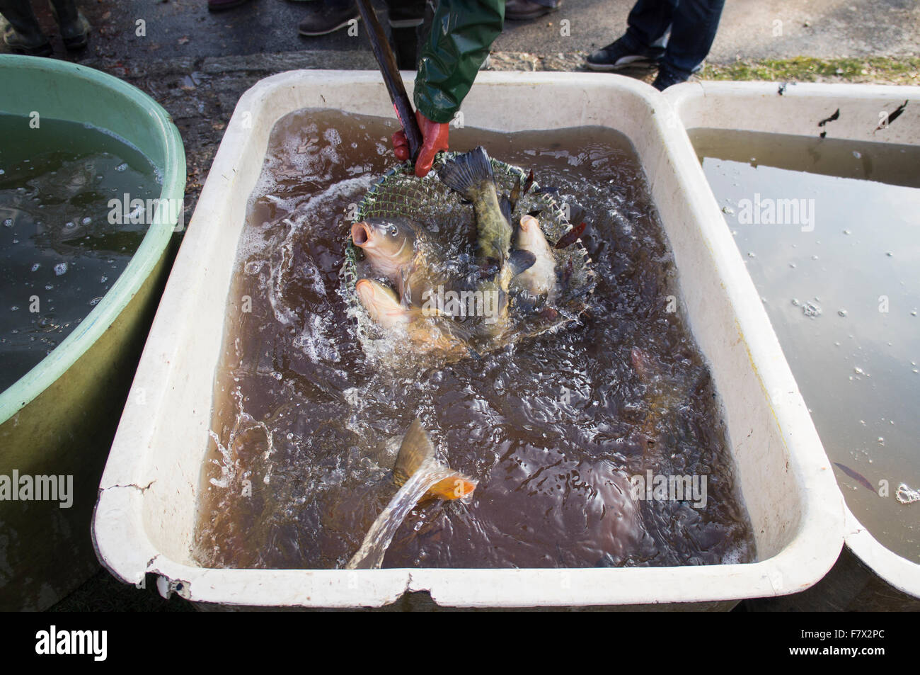 fishermen, fish, pond, fish out, haul, net, carp Stock Photo - Alamy