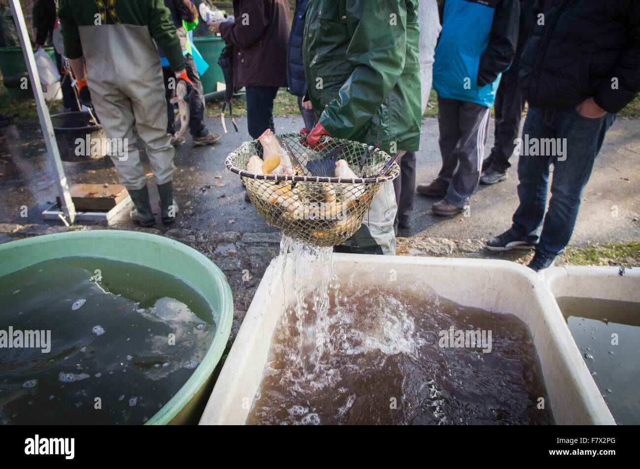 fishermen, fish, pond, fish out, haul, net, carp Stock Photo - Alamy