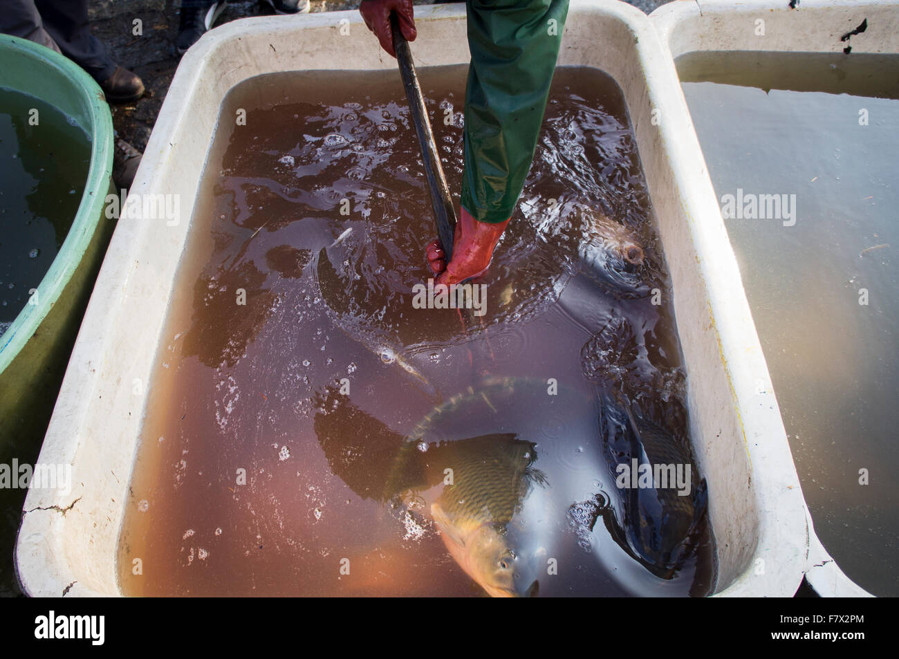 fishermen, fish, pond, fish out, haul, net, carp Stock Photo - Alamy