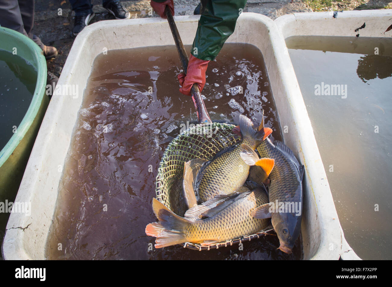 fishermen, fish, pond, fish out, haul, net, carp Stock Photo - Alamy