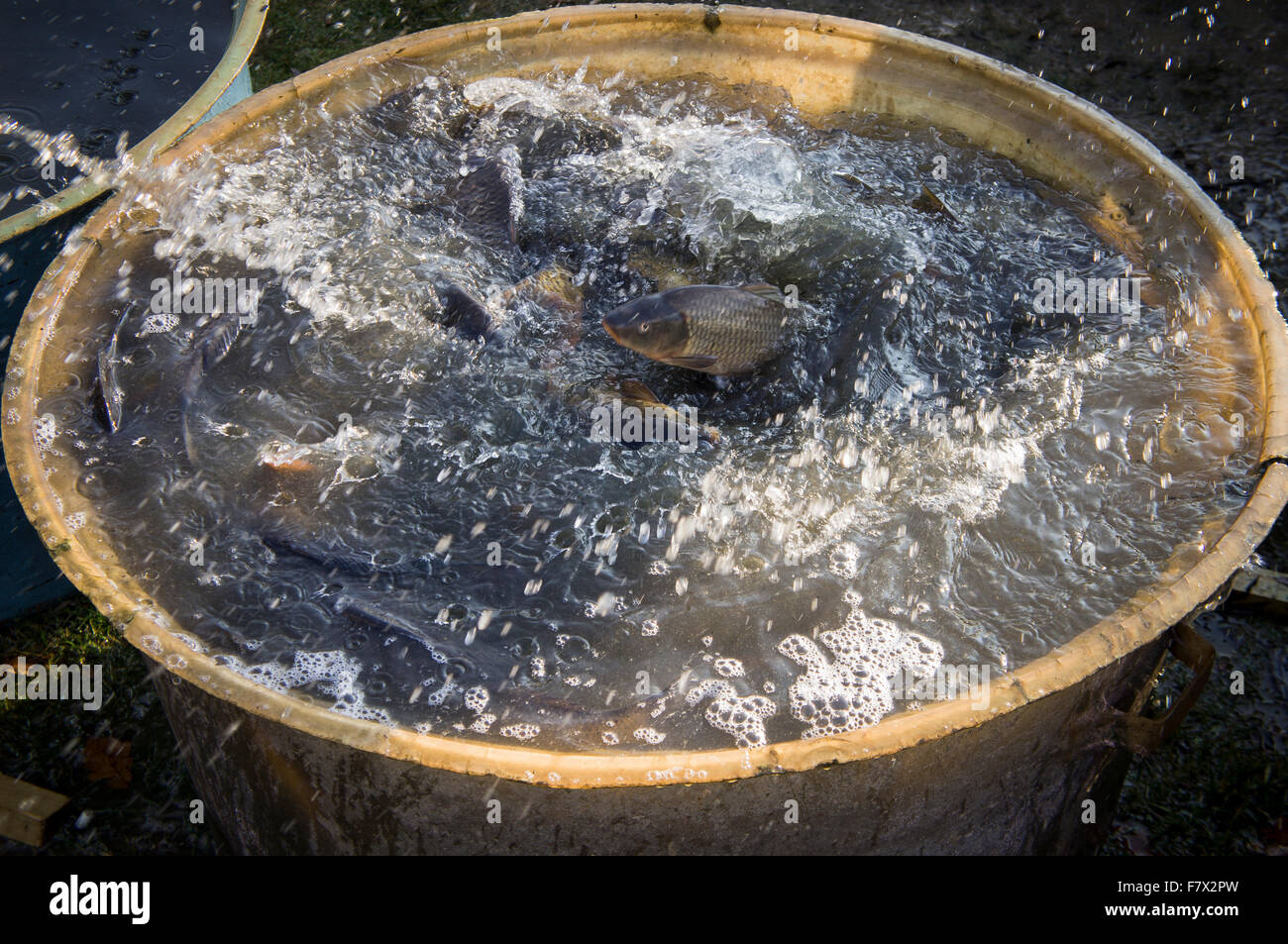 fishermen, fish, pond, fish out, haul, net, carp Stock Photo - Alamy