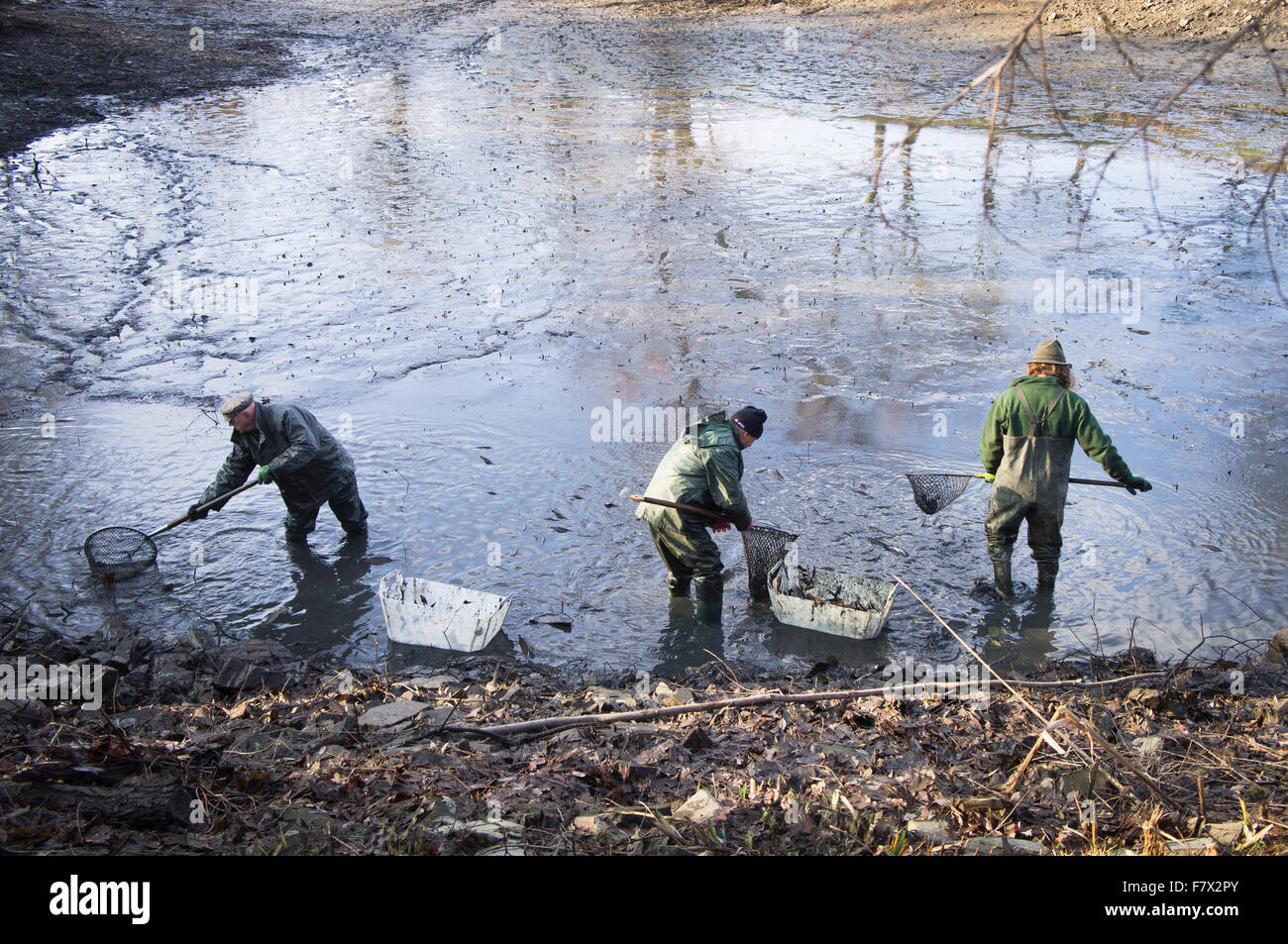 fishermen, fish, pond, fish out, haul, net, carp Stock Photo - Alamy