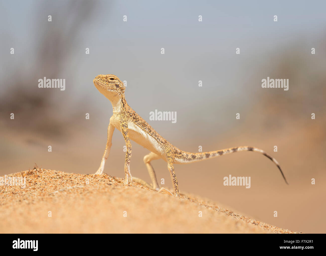 Portrait of an agama lizard phrynocephalus arabicus hi-res stock ...