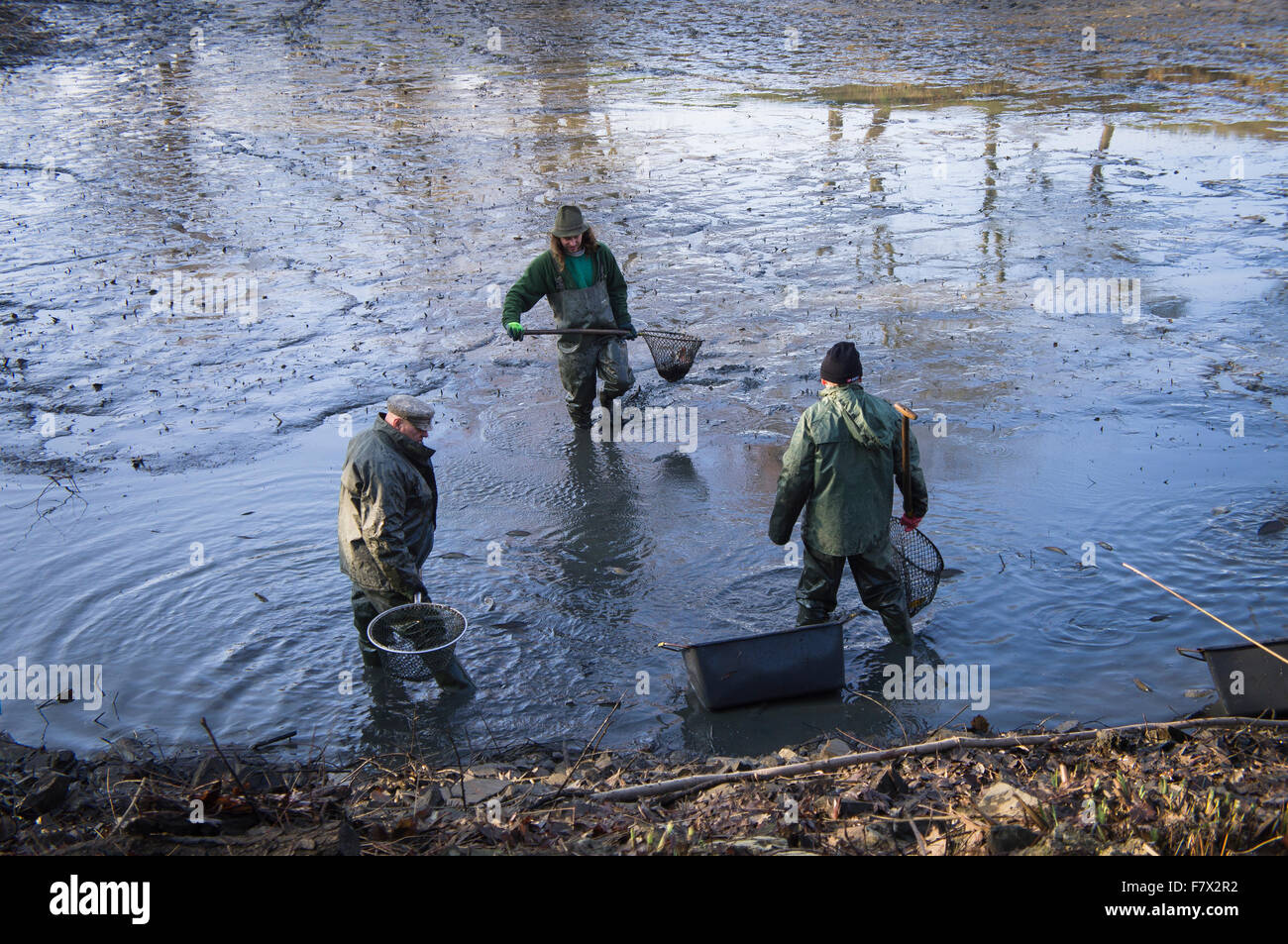 fishermen, fish, pond, fish out, haul, net, carp Stock Photo - Alamy