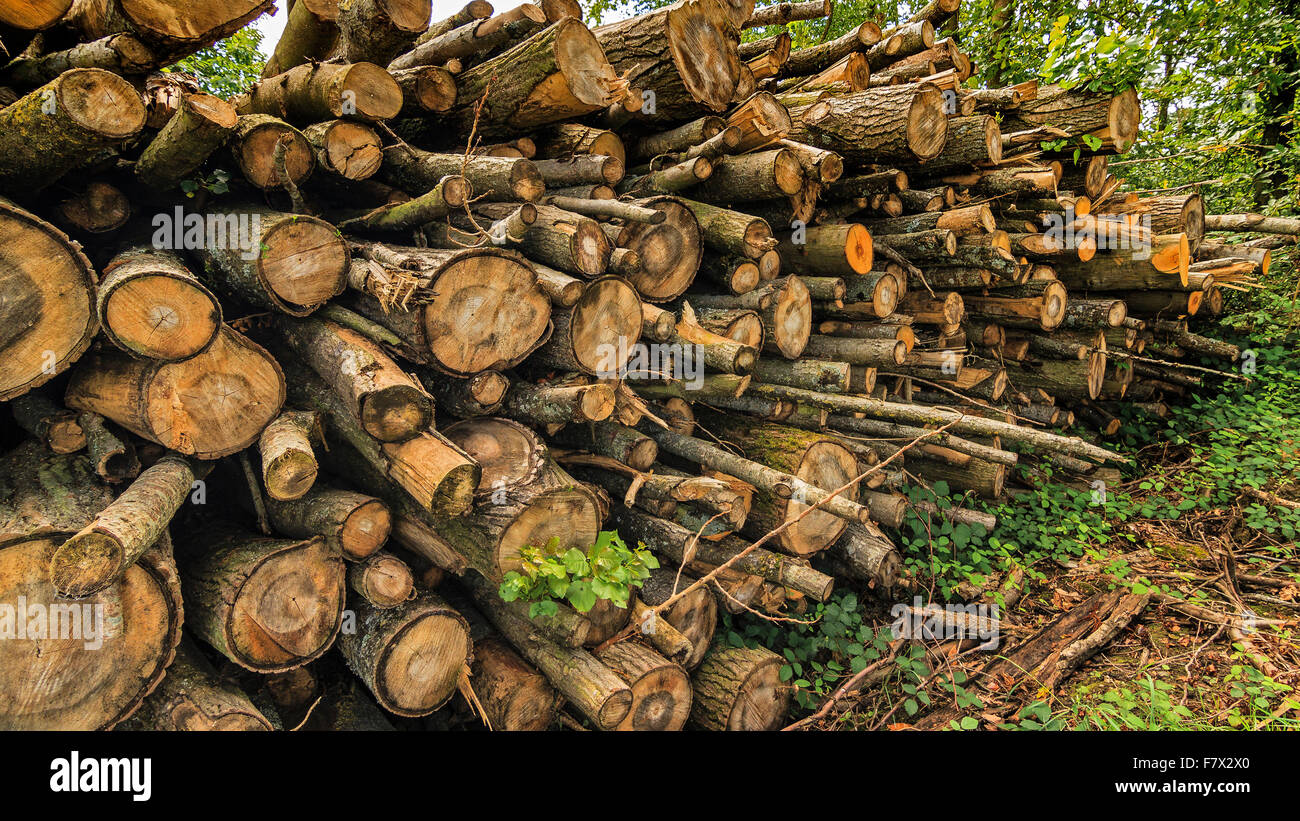 Pile Of Logs Berkshire UK Stock Photo - Alamy
