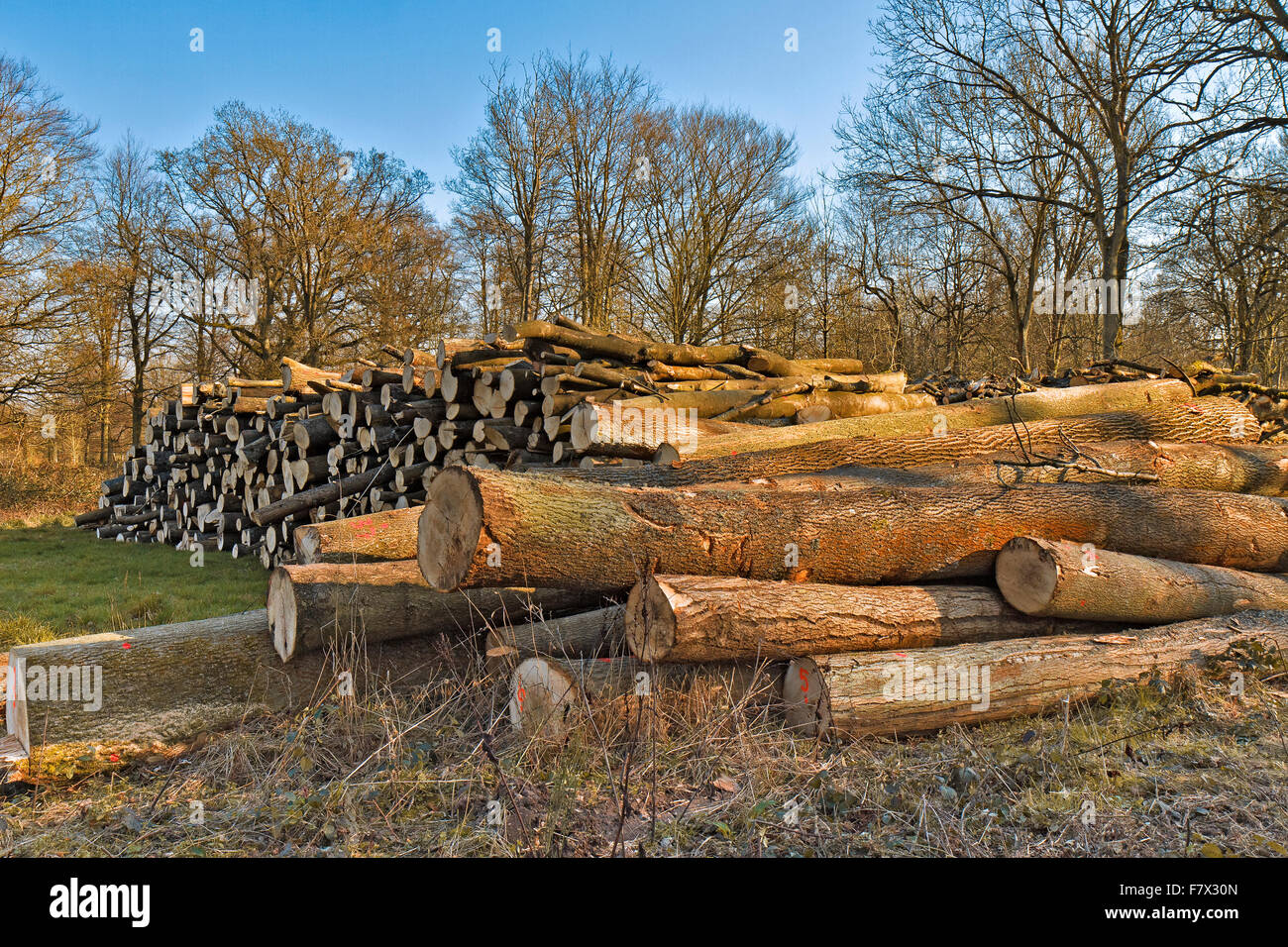 Tree trunks deforestation hi-res stock photography and images - Alamy