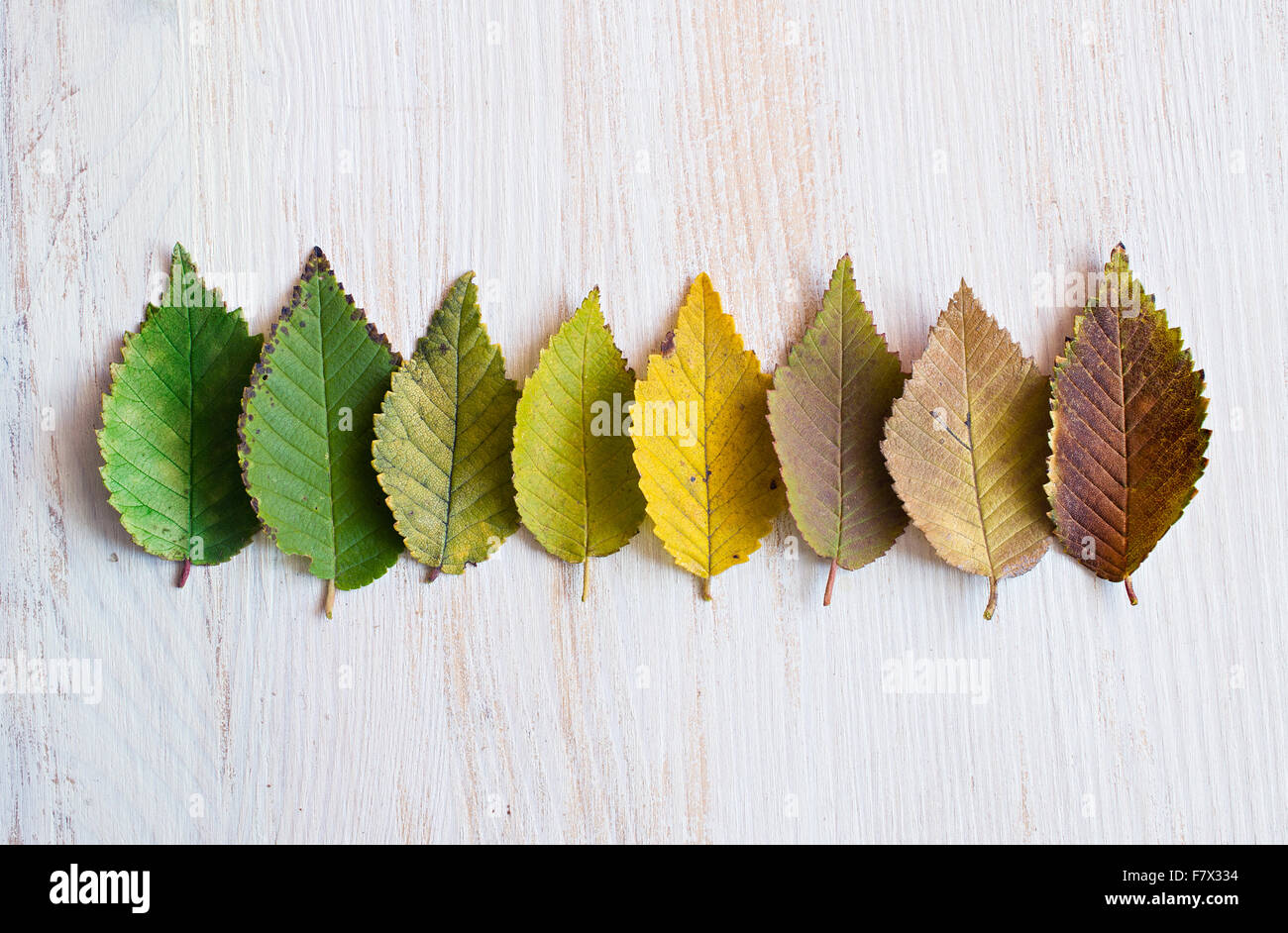 Collection of multi-colored fall leaves Stock Photo - Alamy