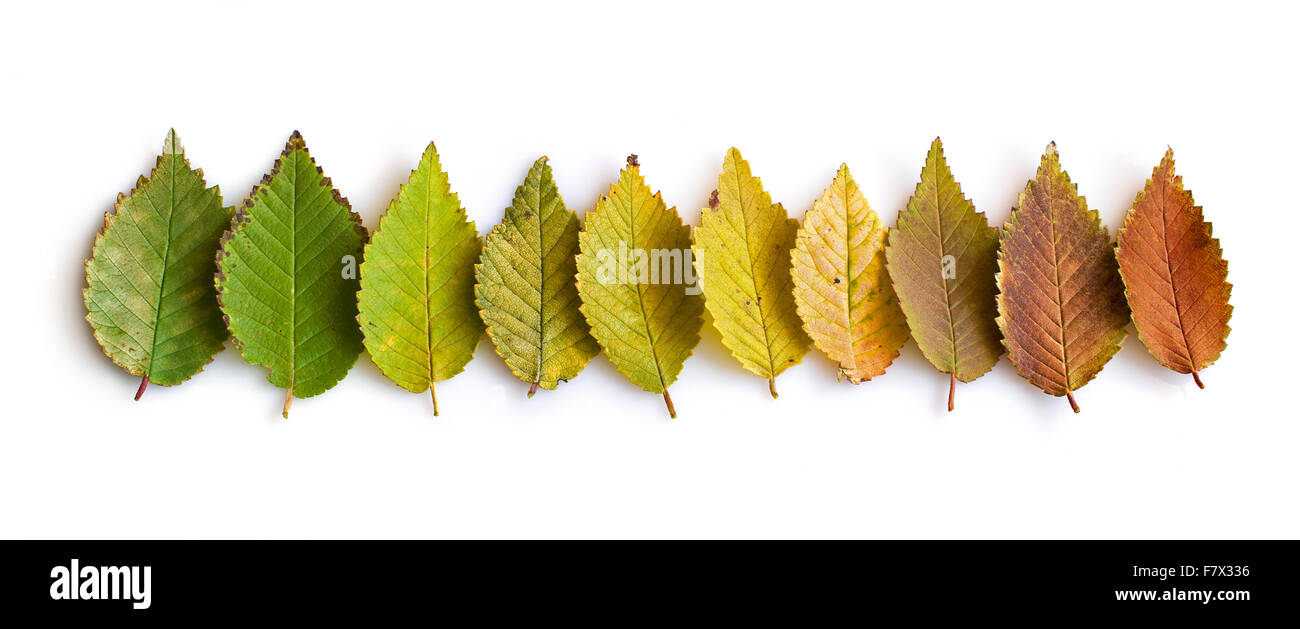Collection of multi-colored fall leaves Stock Photo - Alamy
