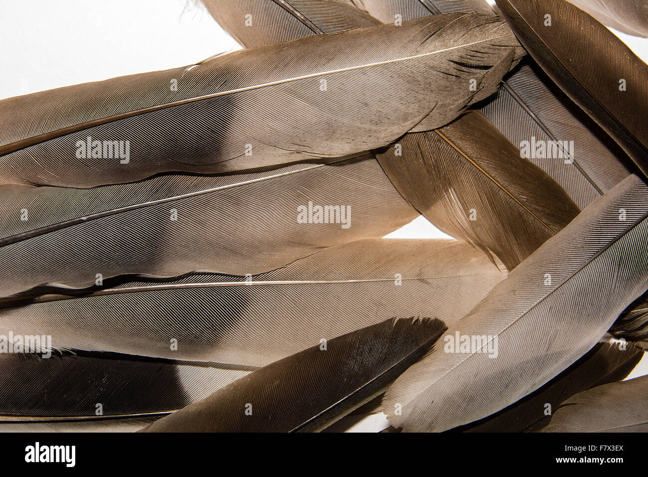 Feathers of pigeon on white background Stock Photo - Alamy