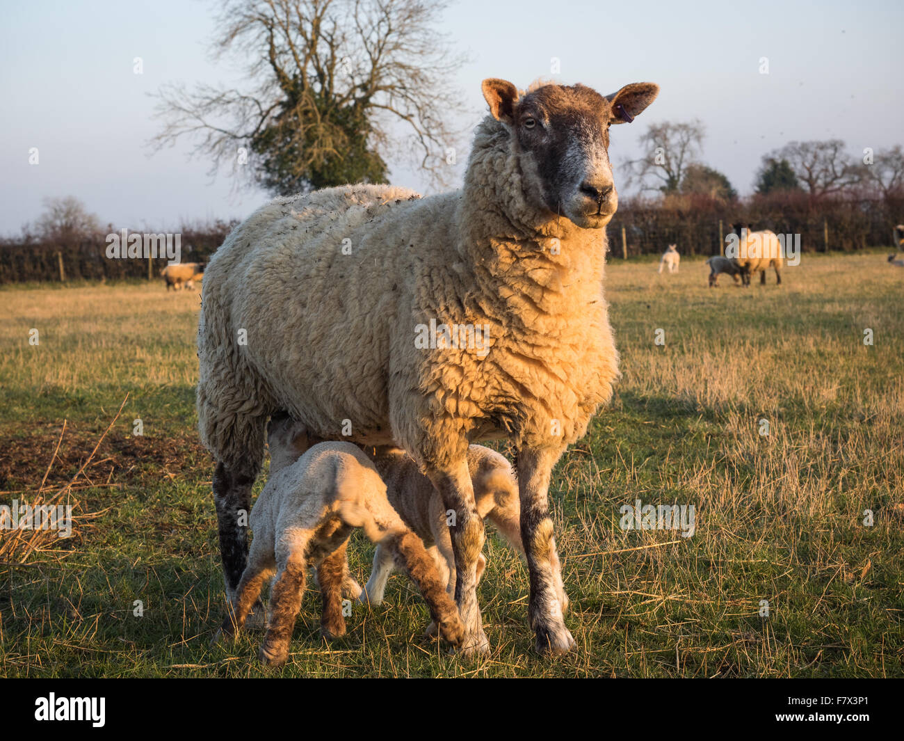 Oxfordshire two hi-res stock photography and images - Alamy