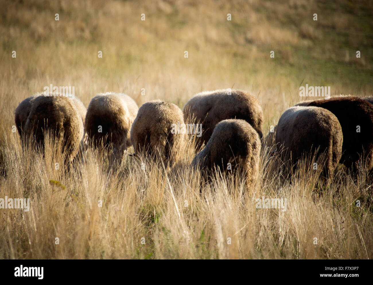 Rear view of a flock of sheep grazing in a field Stock Photo - Alamy