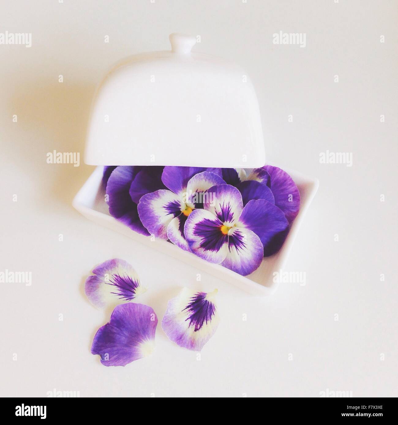 Pansy flowers in a butter dish Stock Photo - Alamy