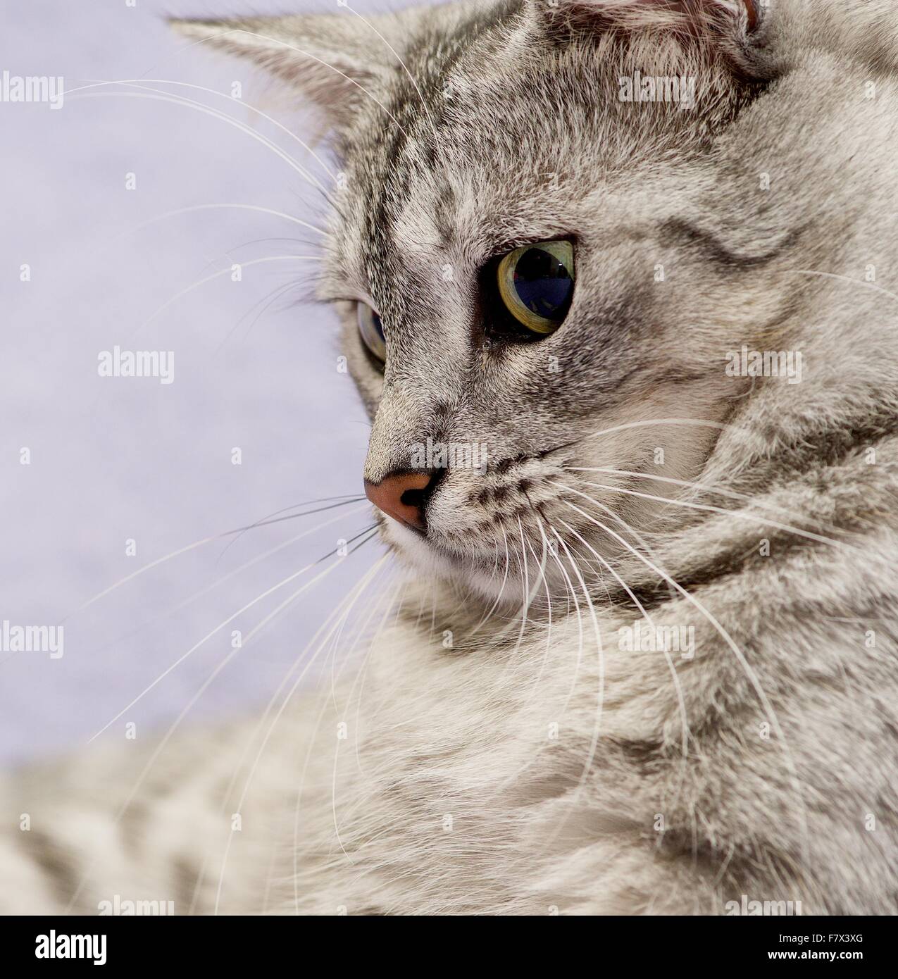 Portrait of a tabby cat Stock Photo - Alamy