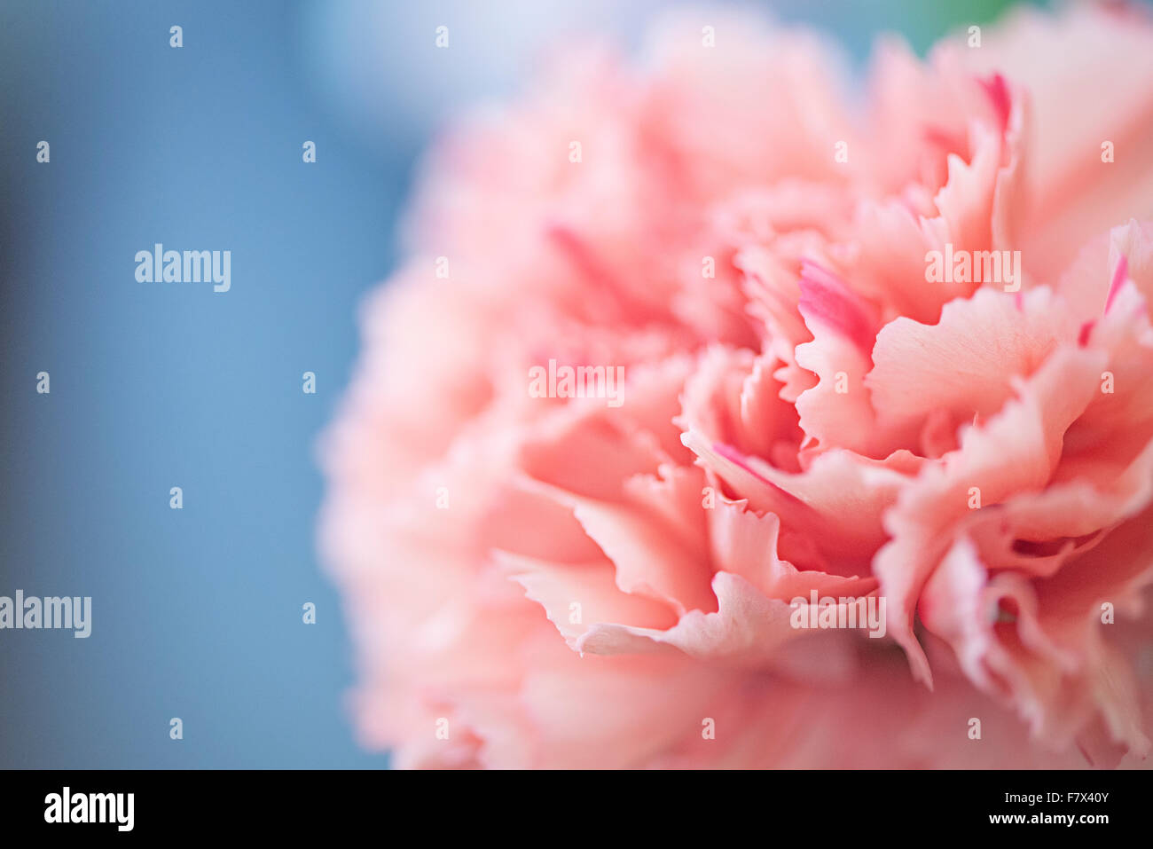 Carnation close up hi-res stock photography and images - Alamy